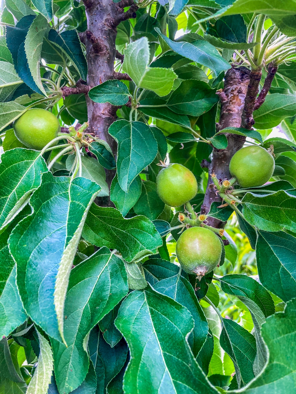 Why are my apples brown inside?
