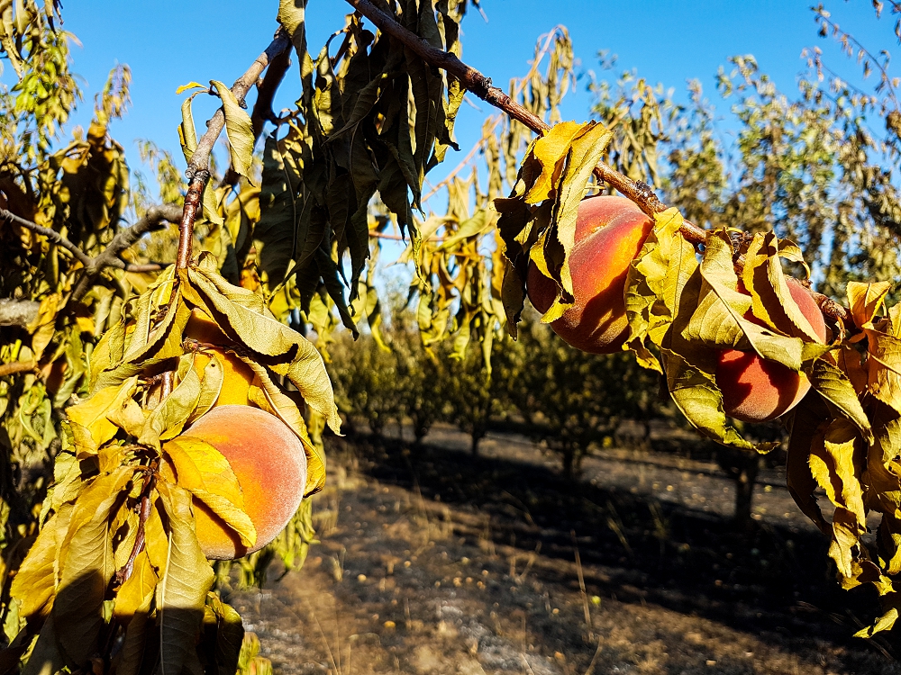 5 ways to help your fruit trees recover from fire