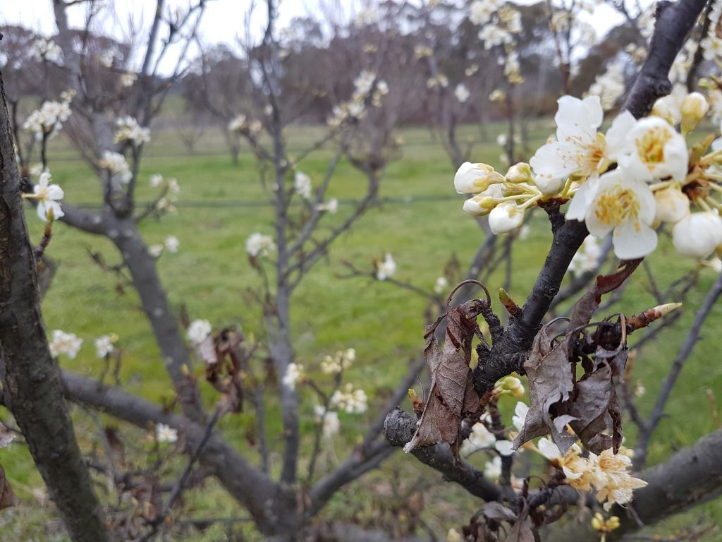 5 ways to help your fruit trees recover from fire