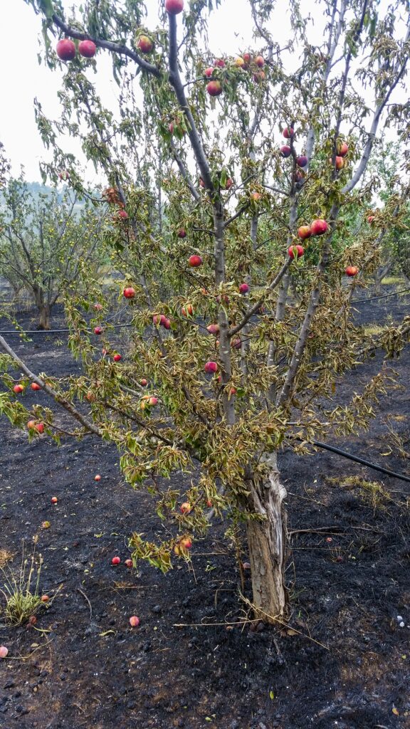 5 ways to help your fruit trees recover from fire