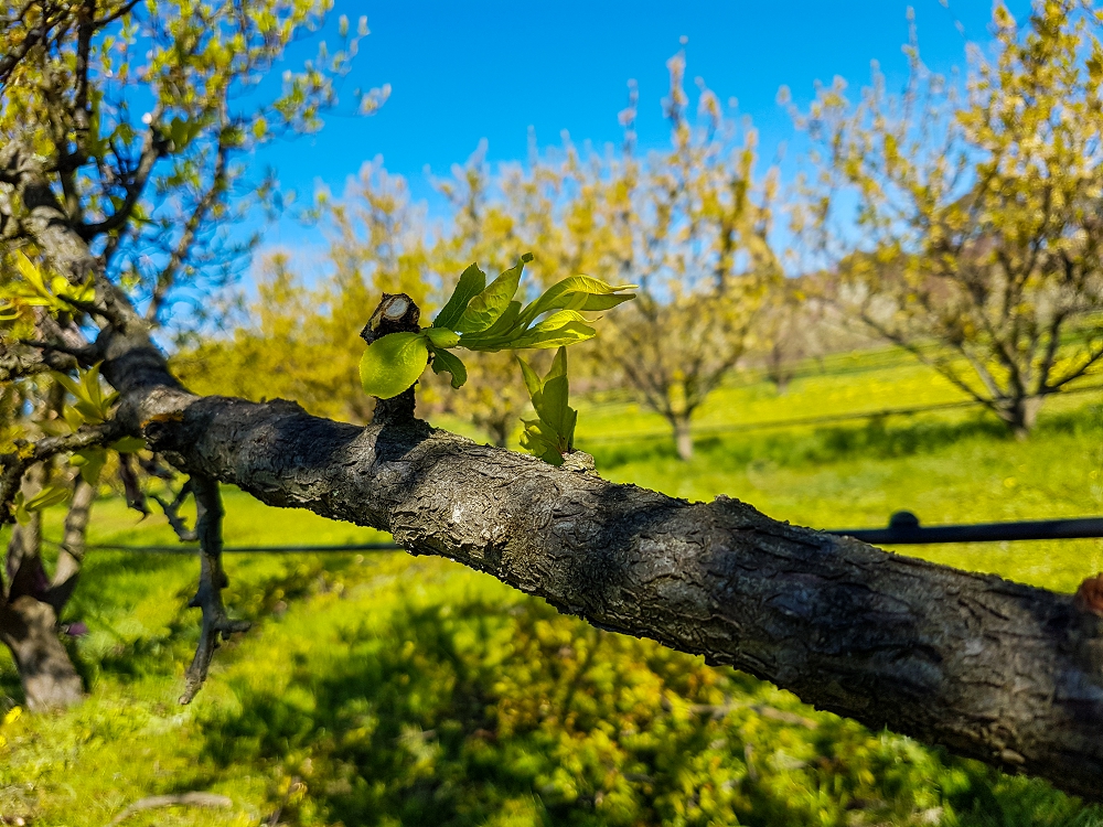 5 ways to help your fruit trees recover from fire